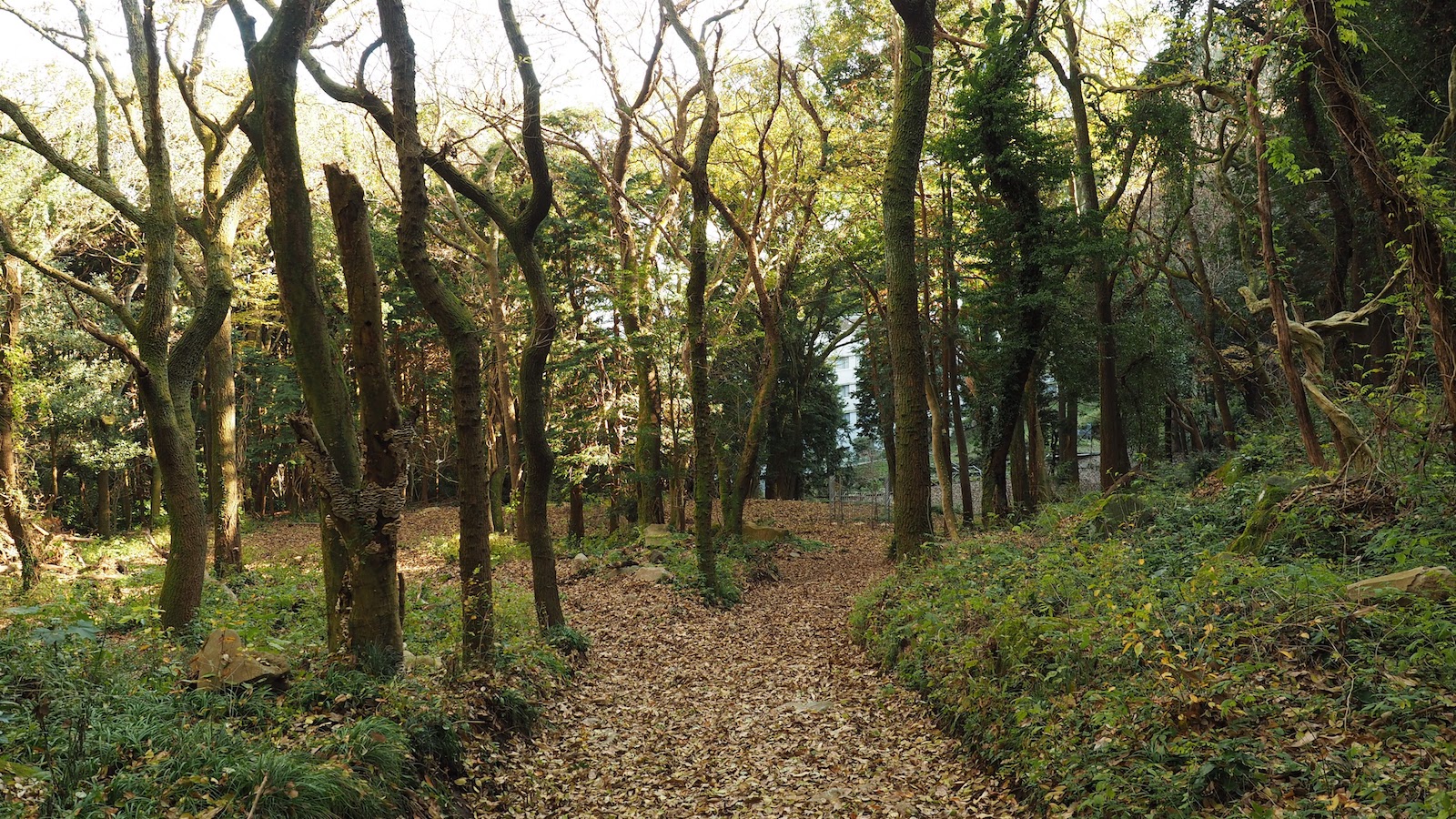 2017 Japan IIT 国際集中合宿